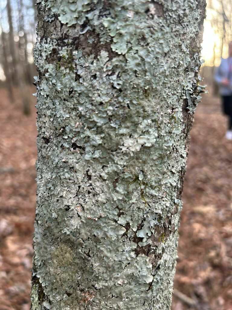 common lichens from Tribble Mill park on February 7, 2023 by ...