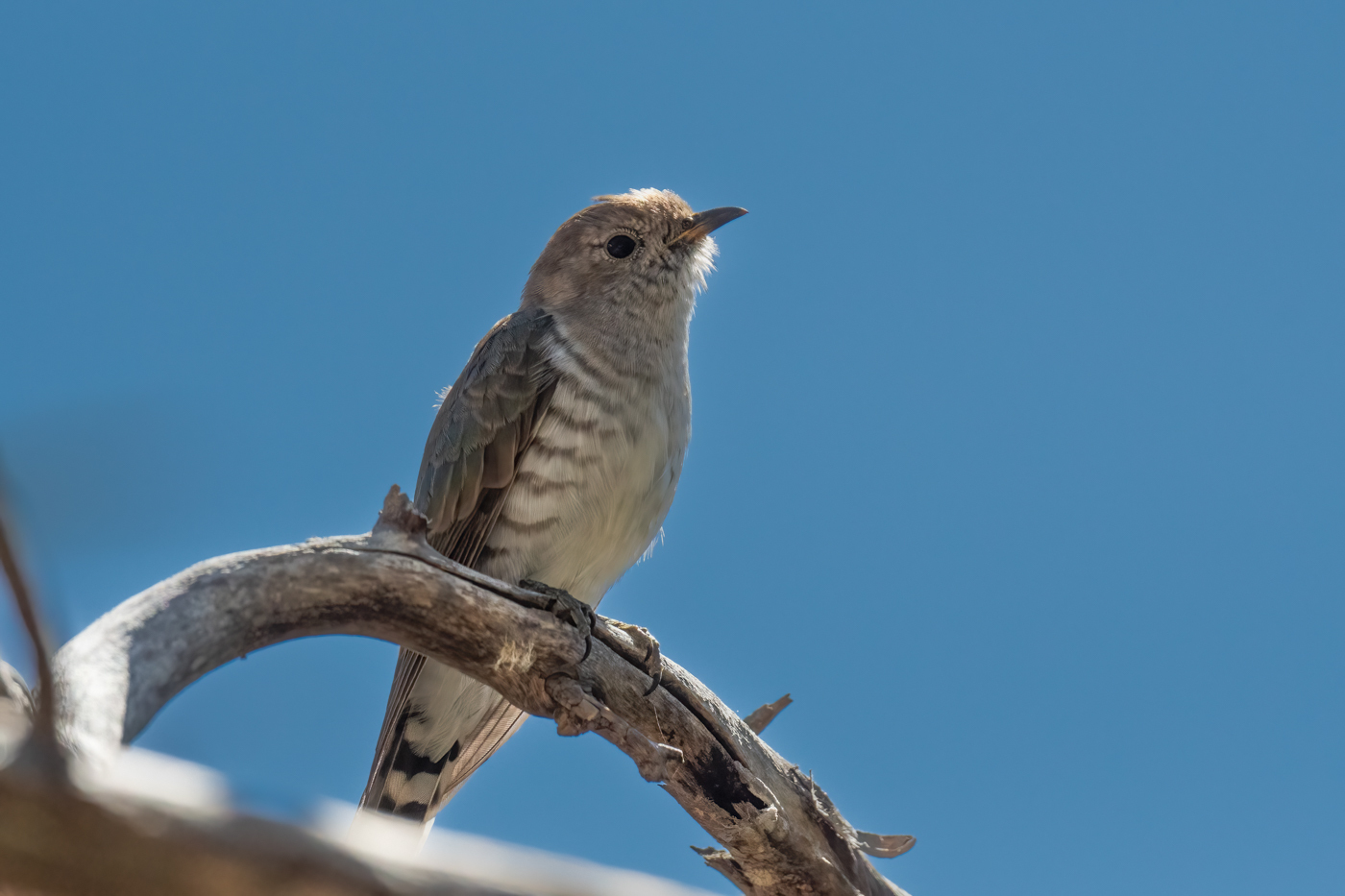 Chrysococcyx basalis (Horsfield, 1821)