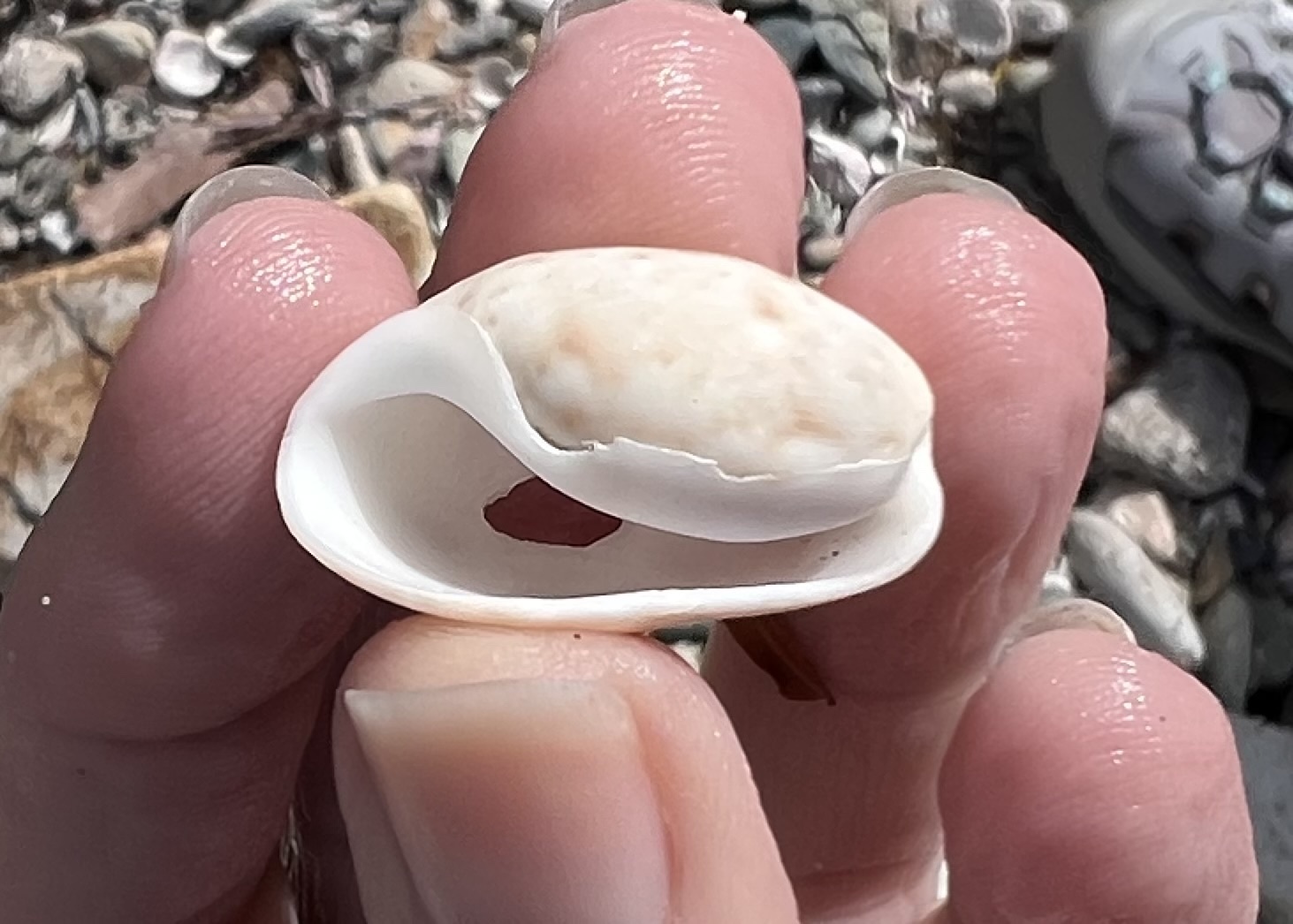 Bulla occidentalis A.Adams, 1850