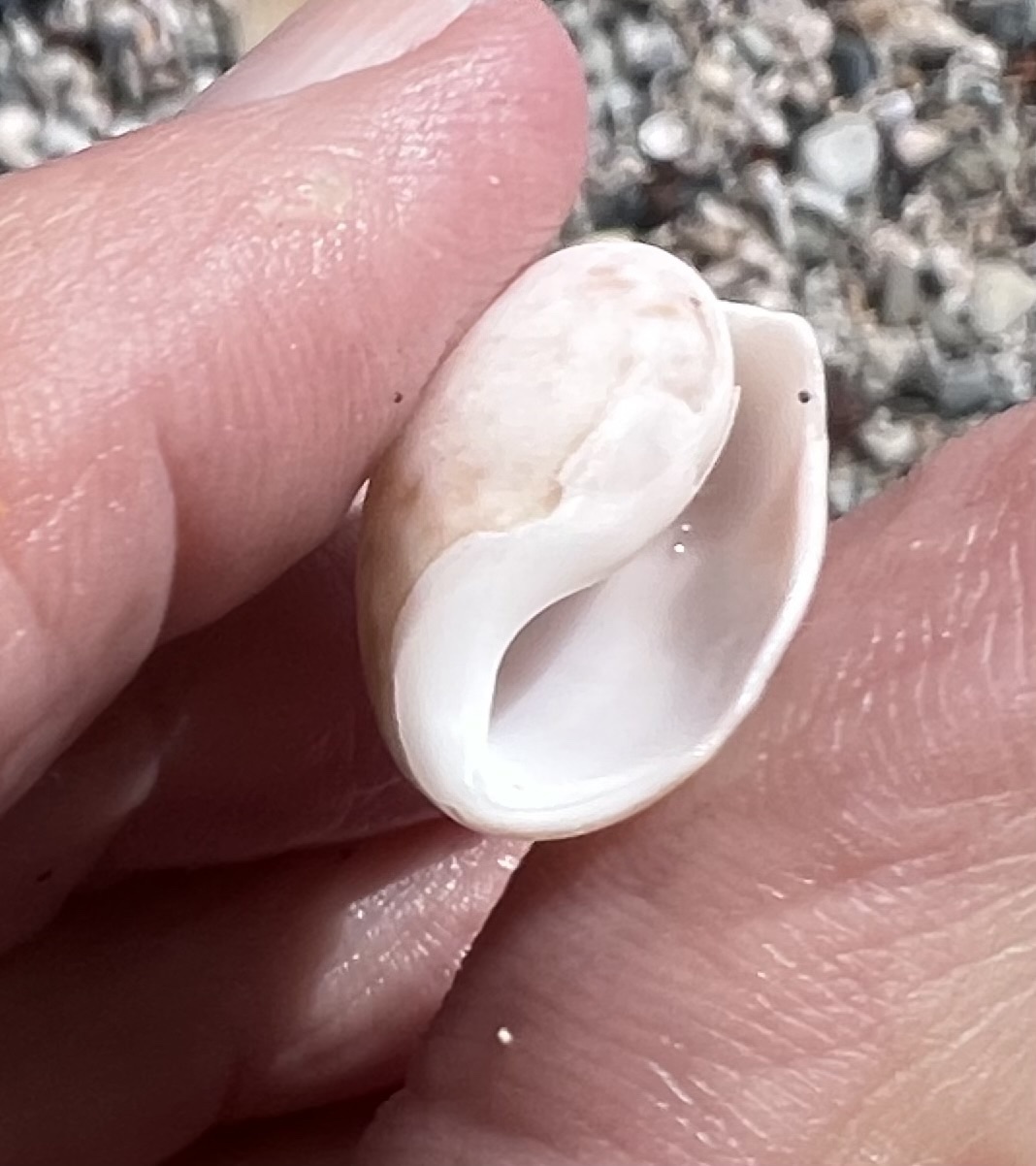 Bulla occidentalis A.Adams, 1850