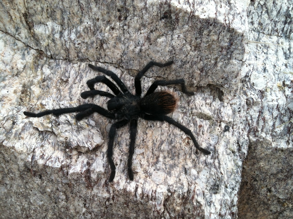 Santa Catalina Mountain Tarantula from Coronado National Forest, Tucson ...