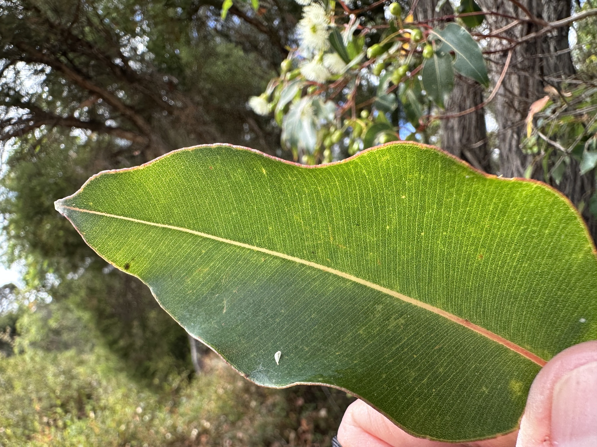 Corymbia calophylla (Lindl.) K.D.Hill & L.A.S.Johnson