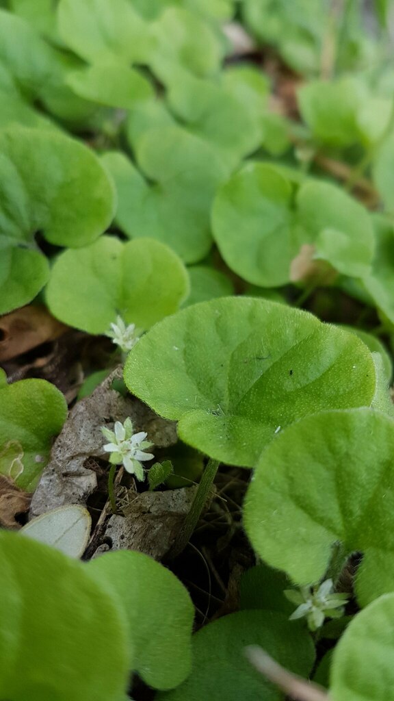 kidney weed from Whangarei District, Northland, New Zealand on October ...