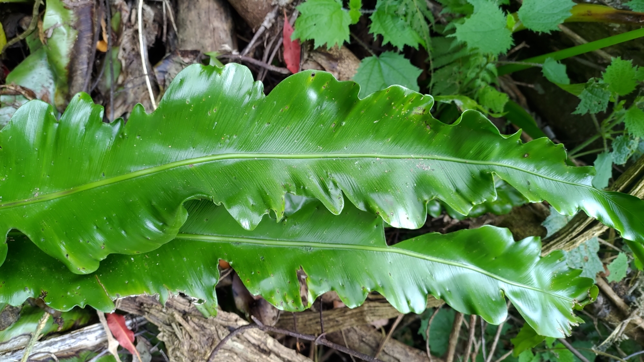 Asplenium nidus L.
