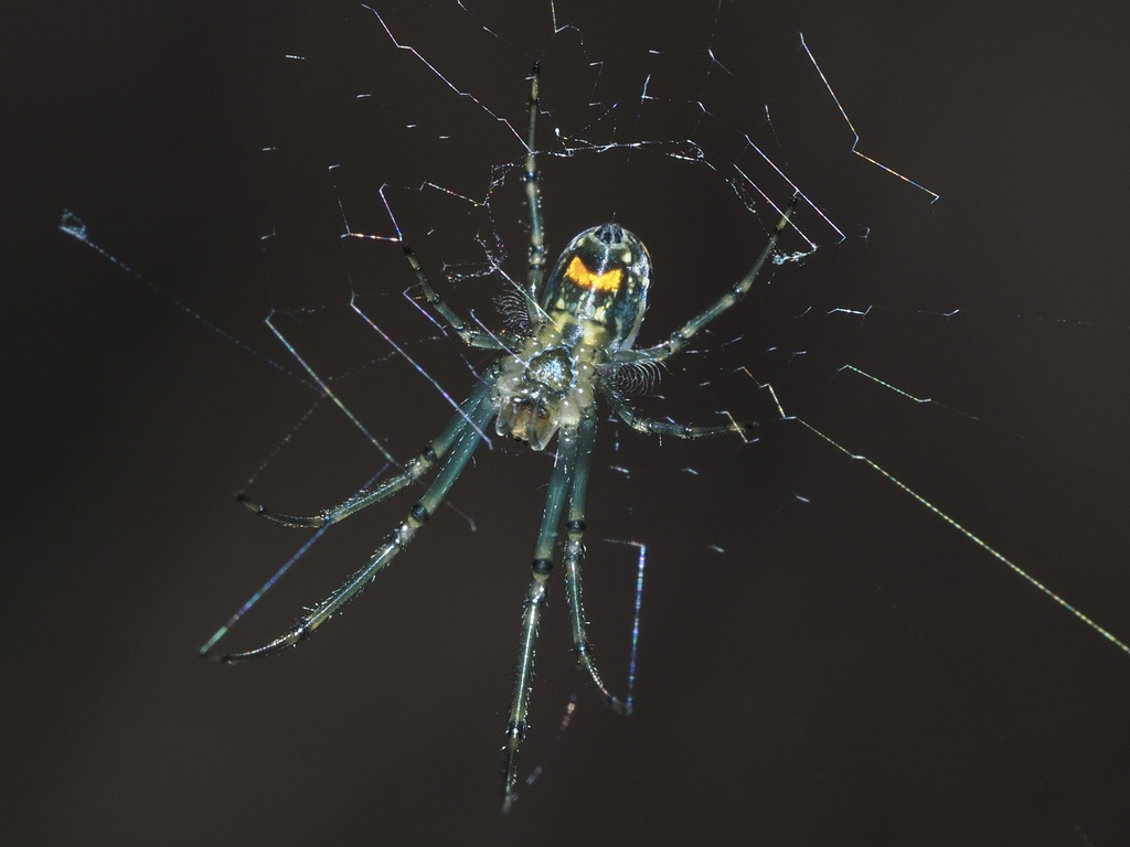 Orchard Spiders and Allies in February 2023 by Eric Blomberg · iNaturalist