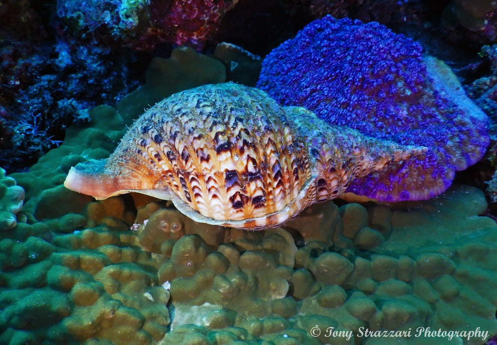 Giant Triton Snail from Luganville, Vanuatu on August 23, 2018 at 12:02 ...