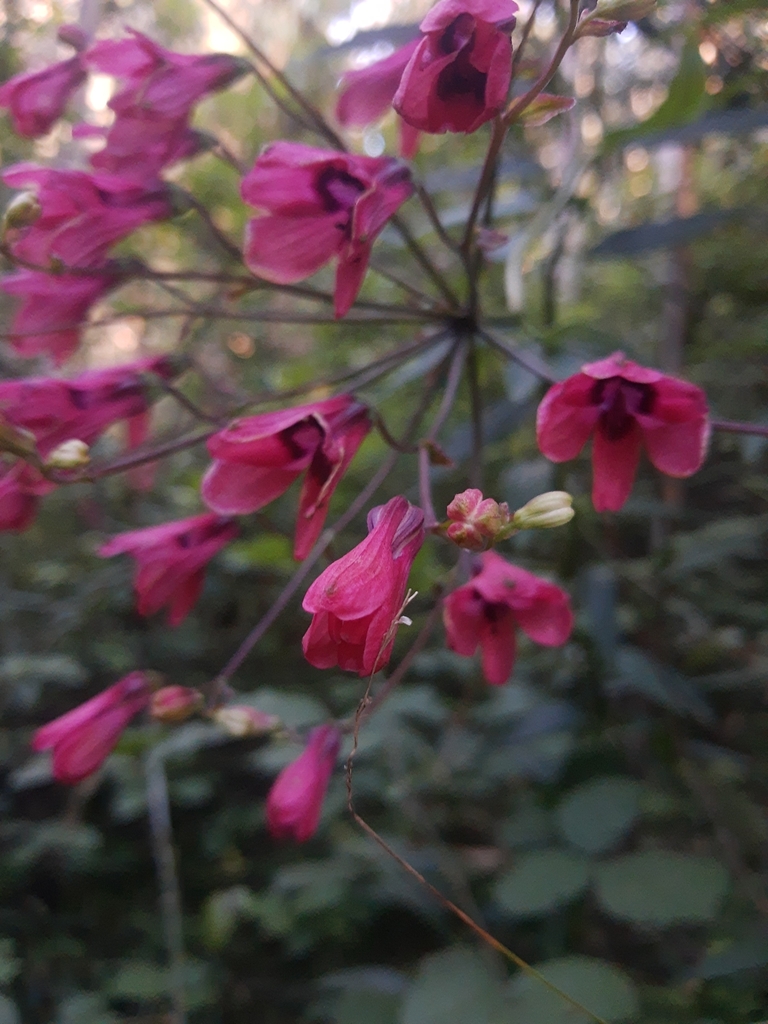 Bomarea salsilla from Concepción on November 16, 2022 at 06:34 PM by ...