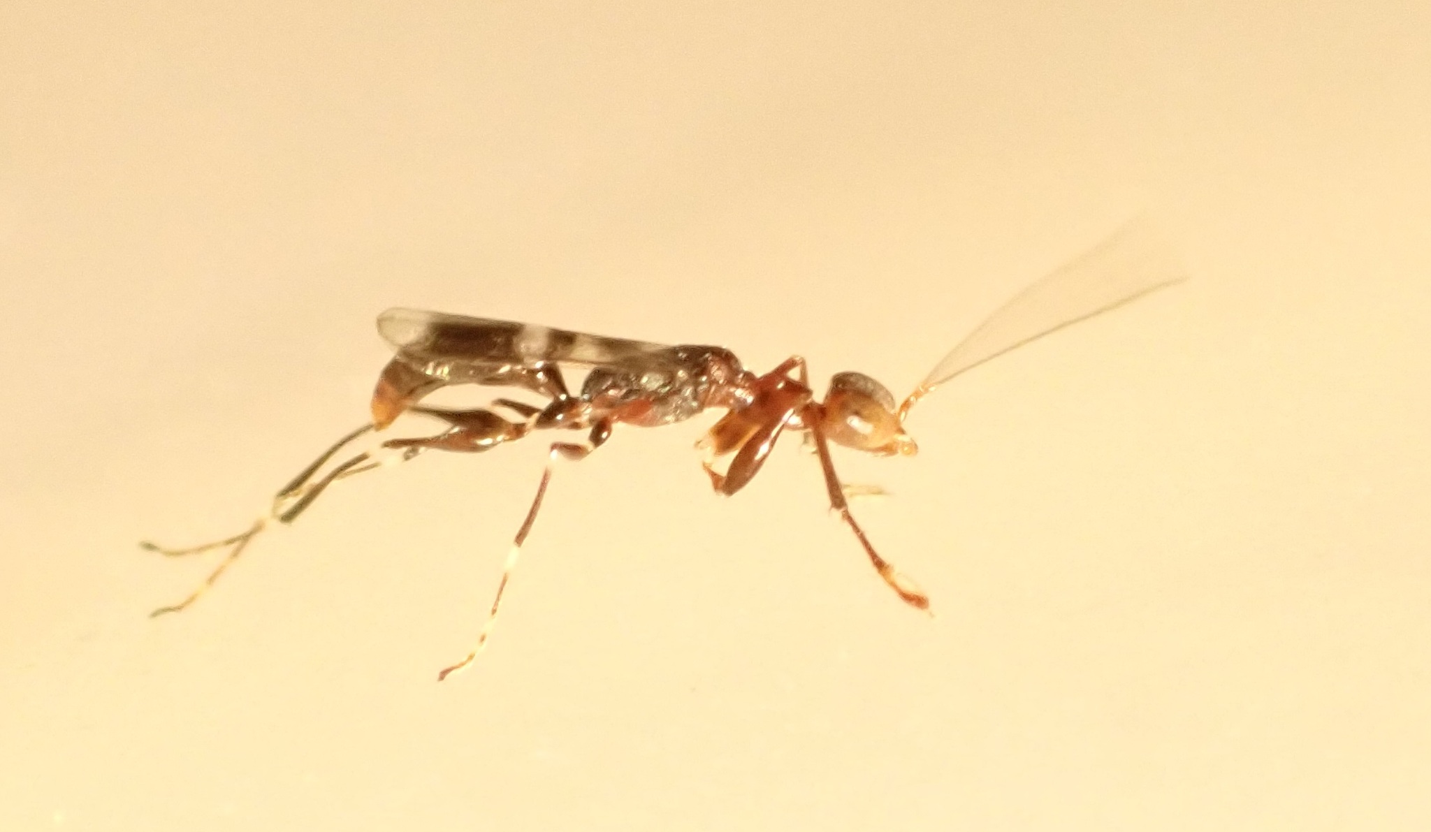 Dryinidae