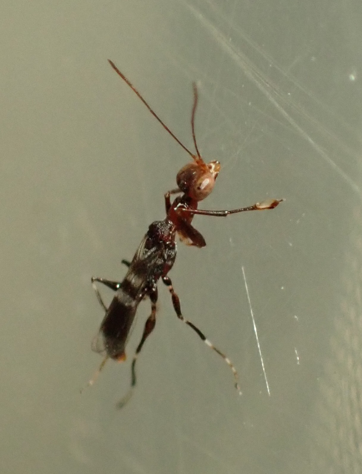 Dryinidae