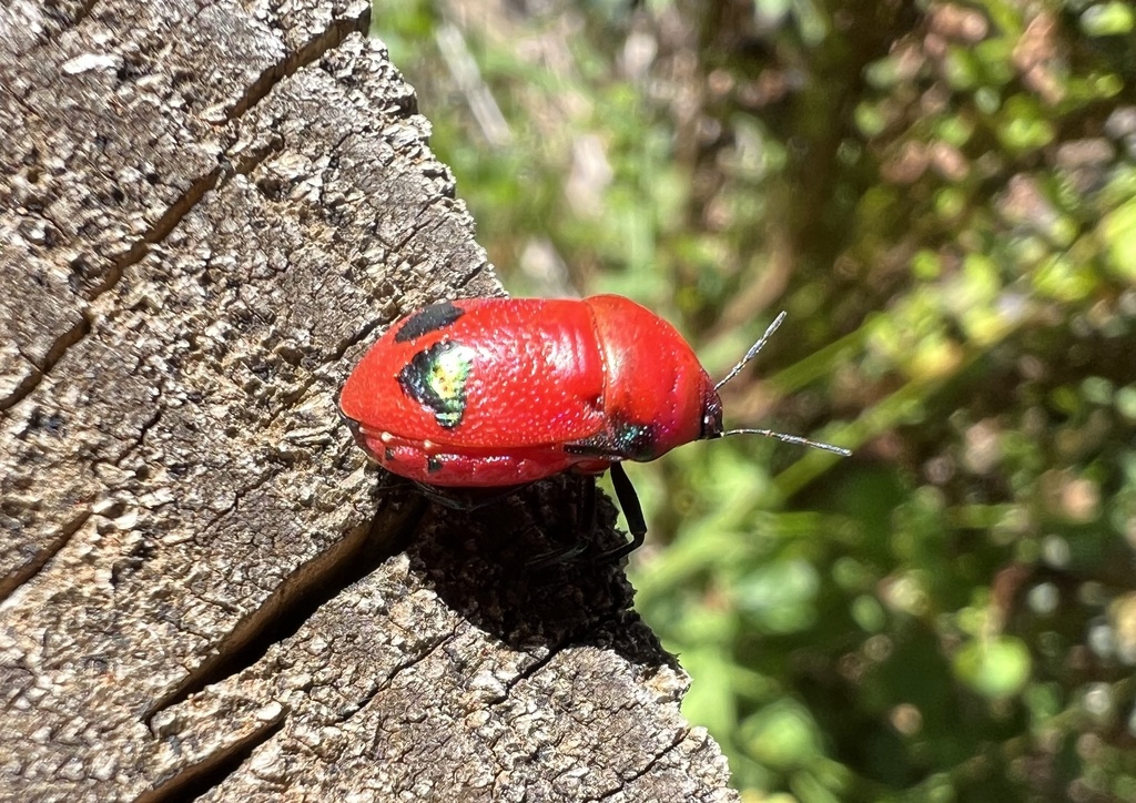 Red Jewel Bug in February 2023 by Sue Tardif · iNaturalist