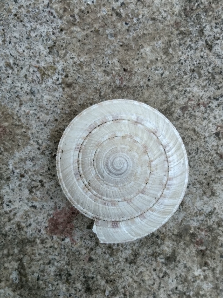 Architectonica perdix from H8H2+WHV, Henry Island, West Bengal 743339 ...