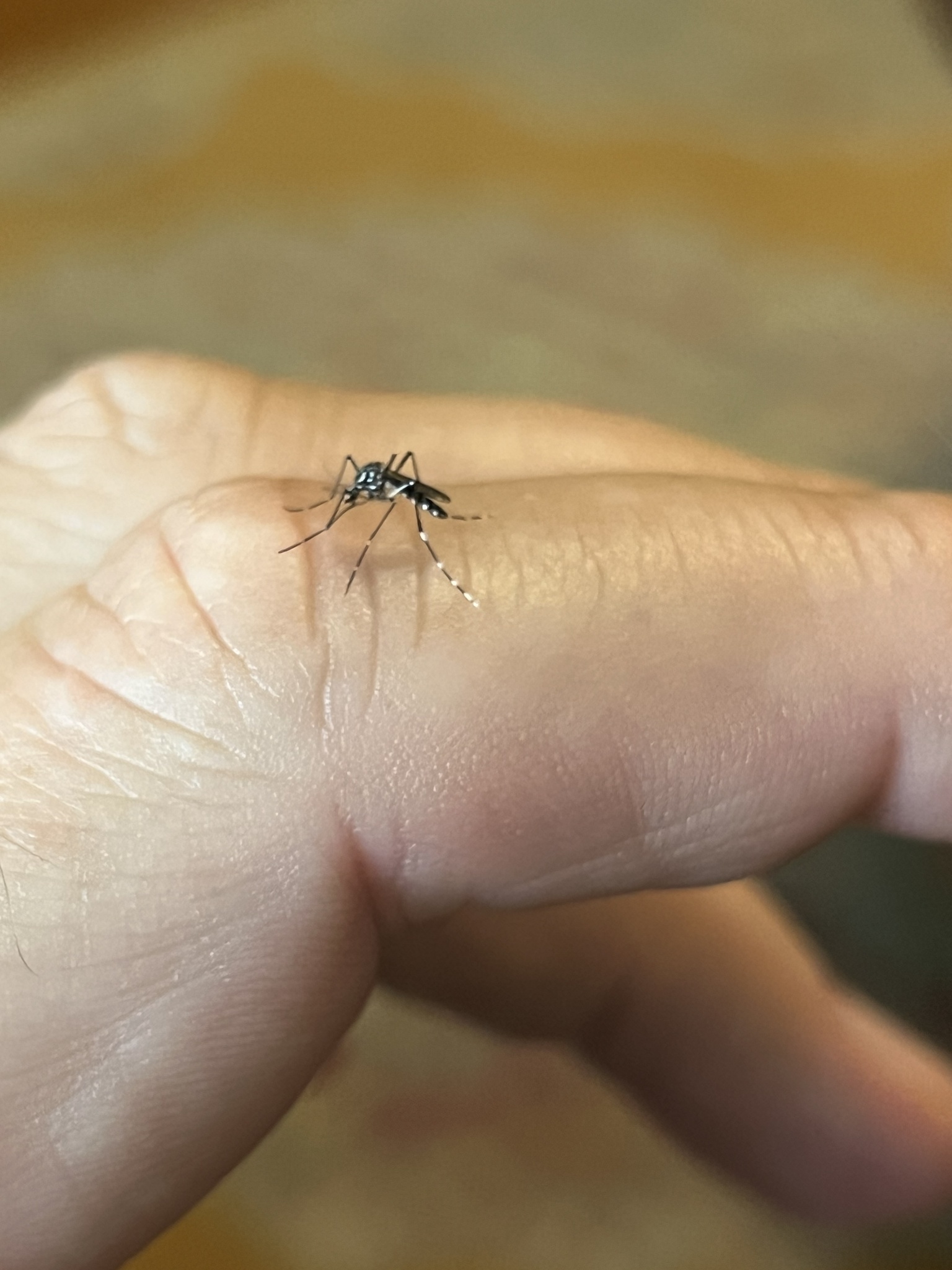 Aedes aegypti (Linnaeus, 1762)