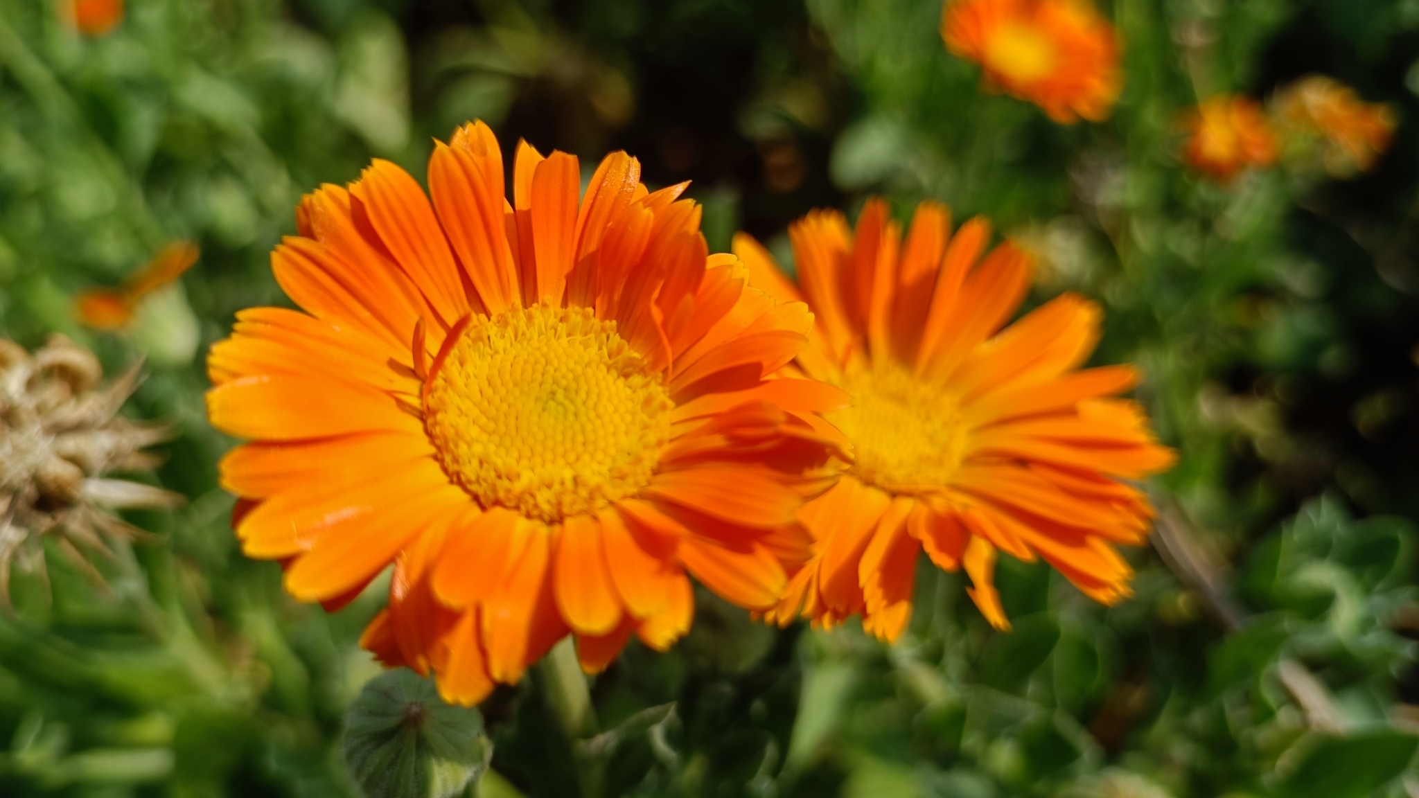 Calendula officinalis L.