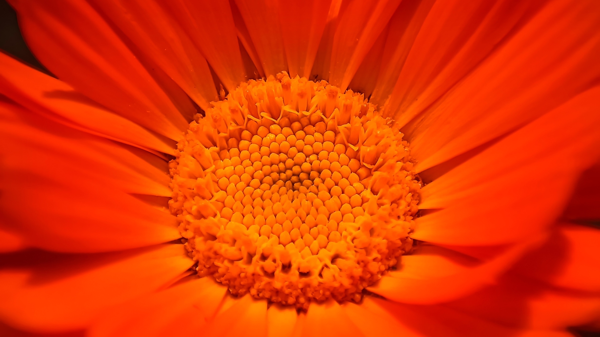 Calendula officinalis L.