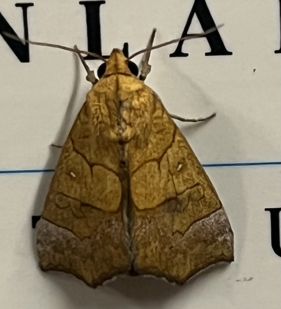 Anomis lyona from Atherton, AU-QL, AU on February 12, 2023 at 08:00 PM ...