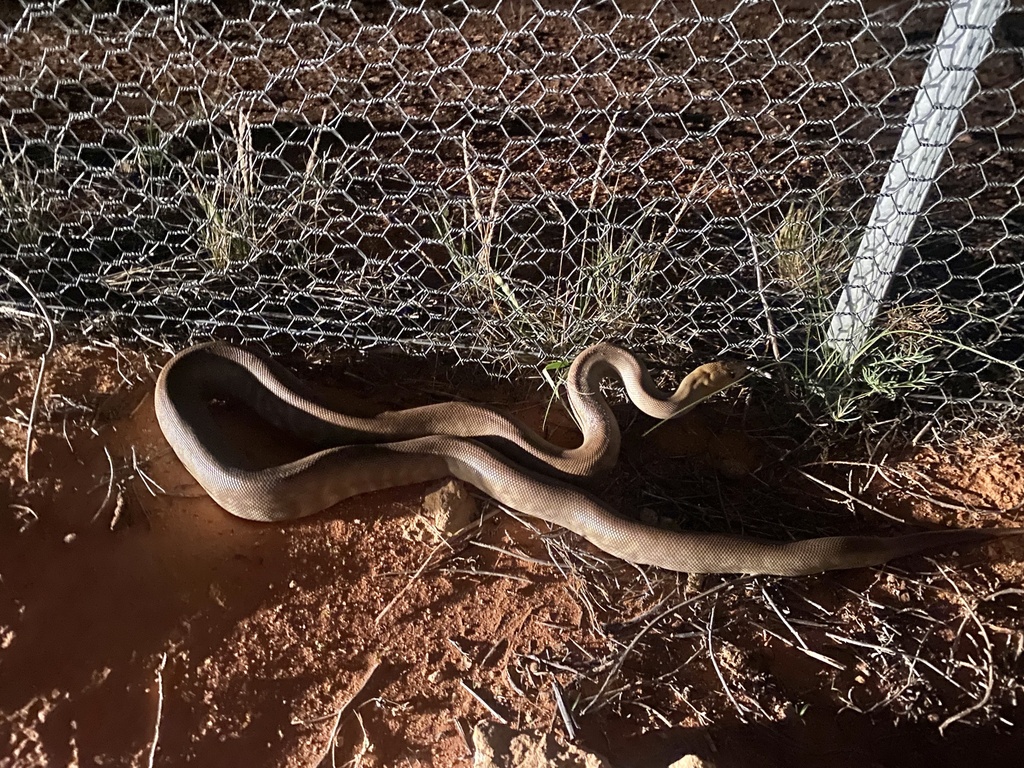Woma Python from Sturt National Park, Tibooburra, NSW, AU on February ...