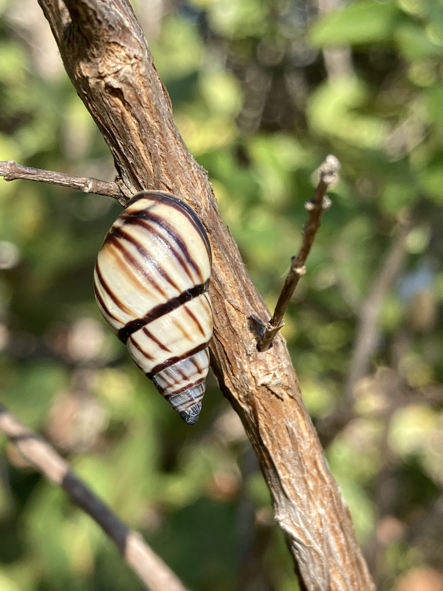 Drymaeus multilineatus (Say, 1825)