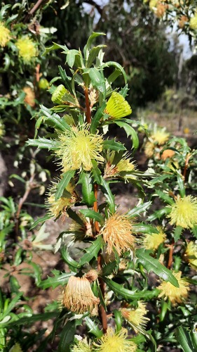 Subspecies Banksia squarrosa squarrosa · iNaturalist