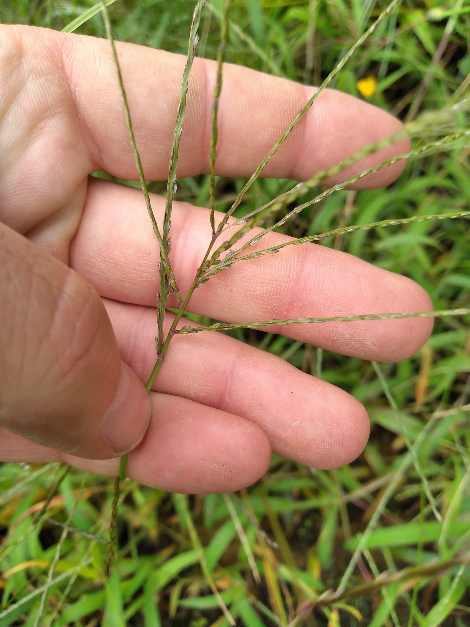 Digitaria sanguinalis (L.) Scop.