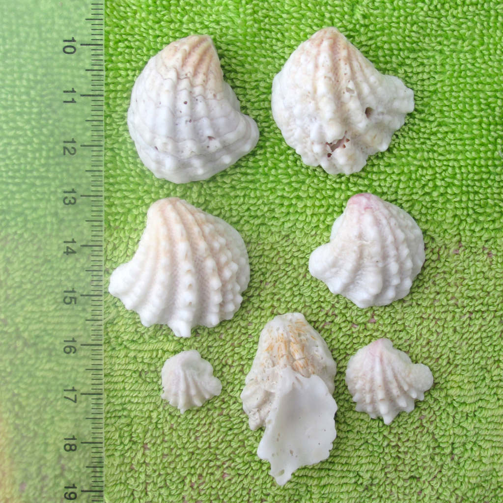 Spiny Jewel Box (Marine Shells of Fort Pickens, Gulf Islands National ...