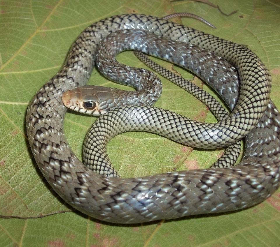 Oriental Rat Snake from Moulvi Bazar District, Bangladesh on July 14 ...