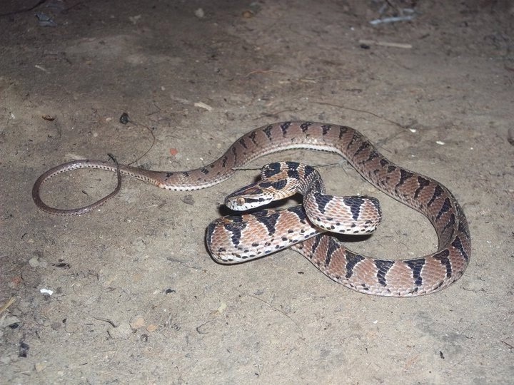 Arrowback Tree Snake from Unnamed Road, Bangladesh on June 16, 2011 at ...
