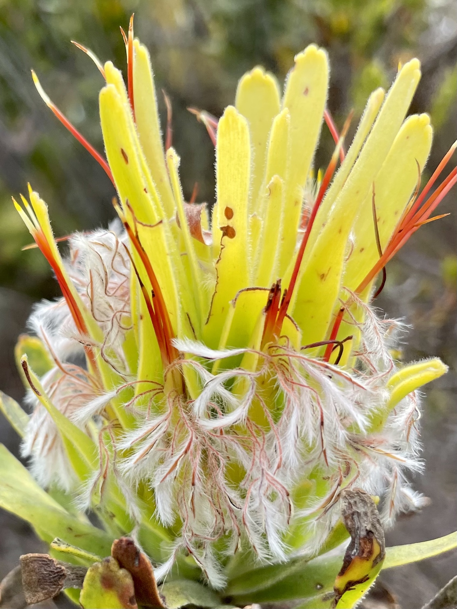 Mimetes cucullatus (L.) R.Br.