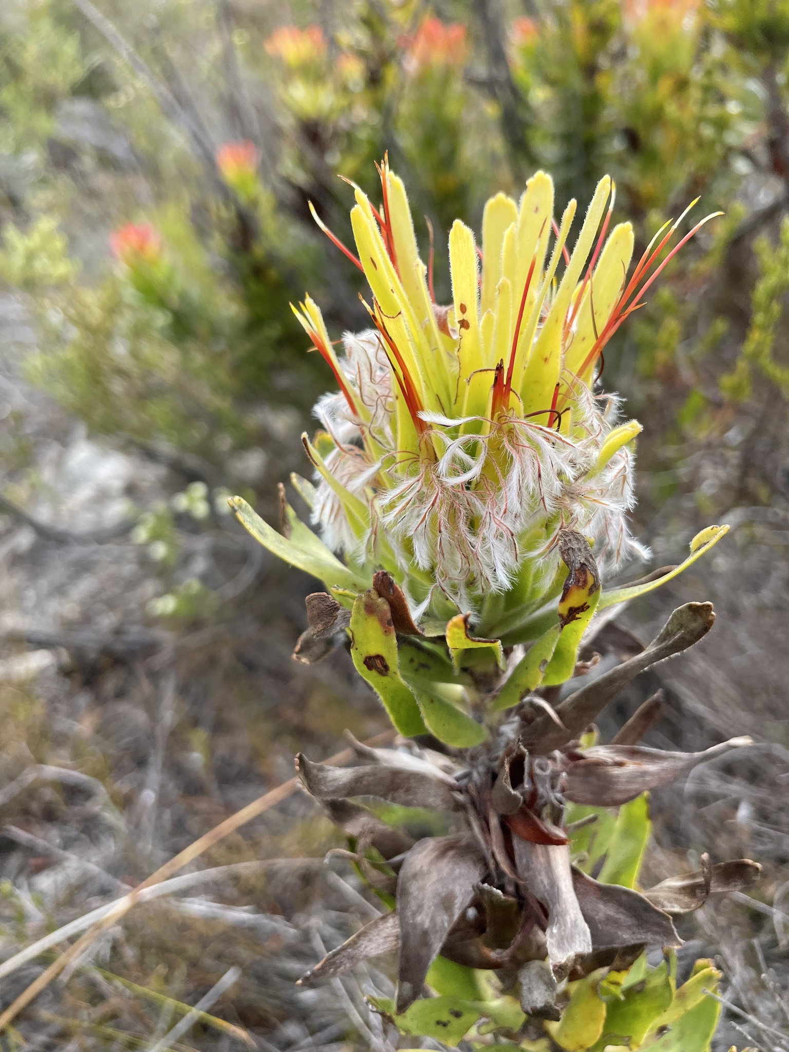 Mimetes cucullatus (L.) R.Br.