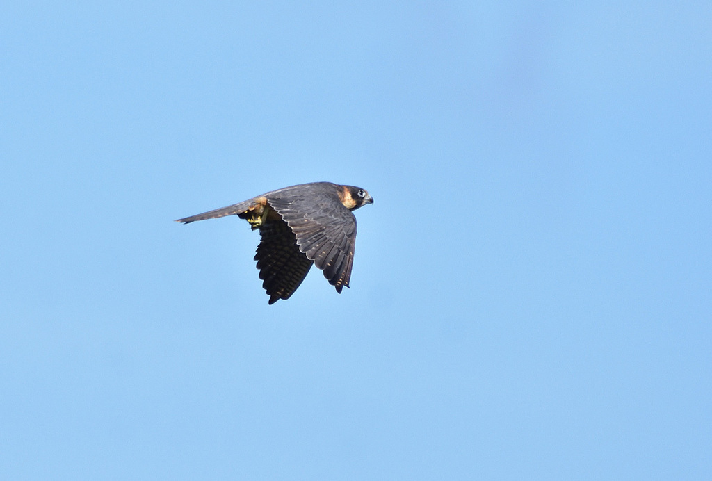 Australian Hobby from Townsville QLD, Australia on January 30, 2023 at ...