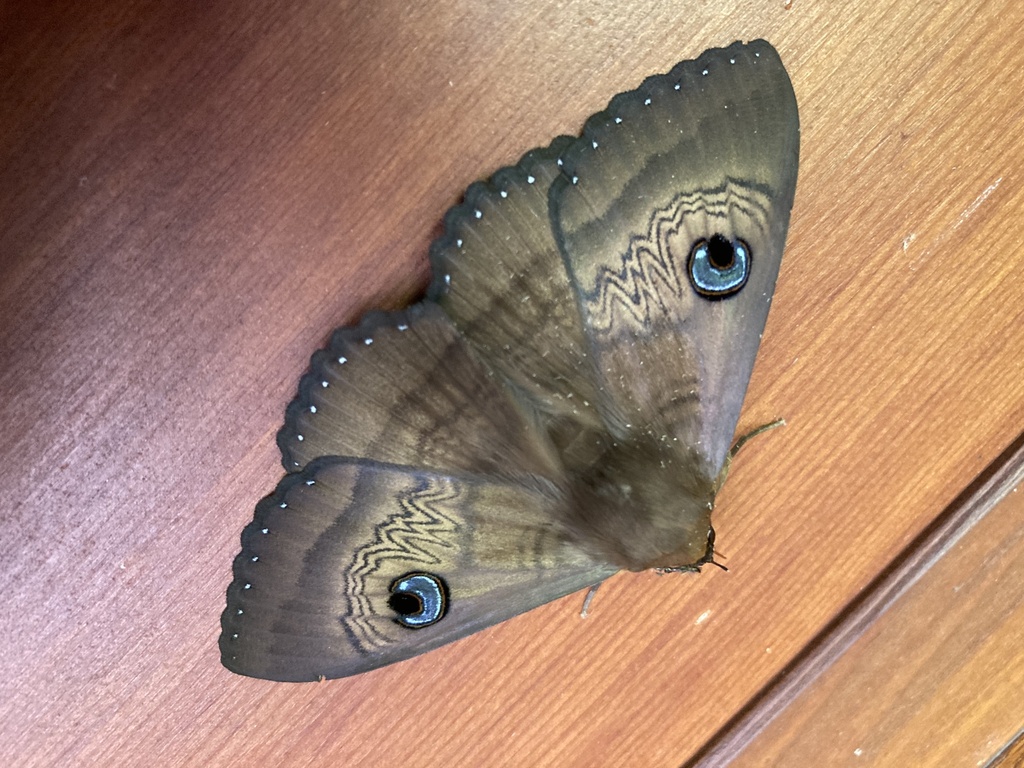 Southern Moon Moth from Munro Ct, Castlemaine, VIC, AU on February 07 ...