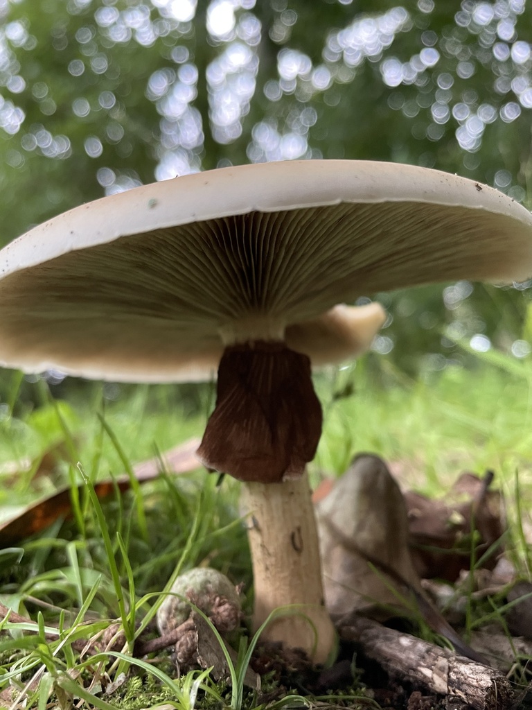 Cyclocybe parasitica from North Island, Auckland, Auckland, NZ on ...