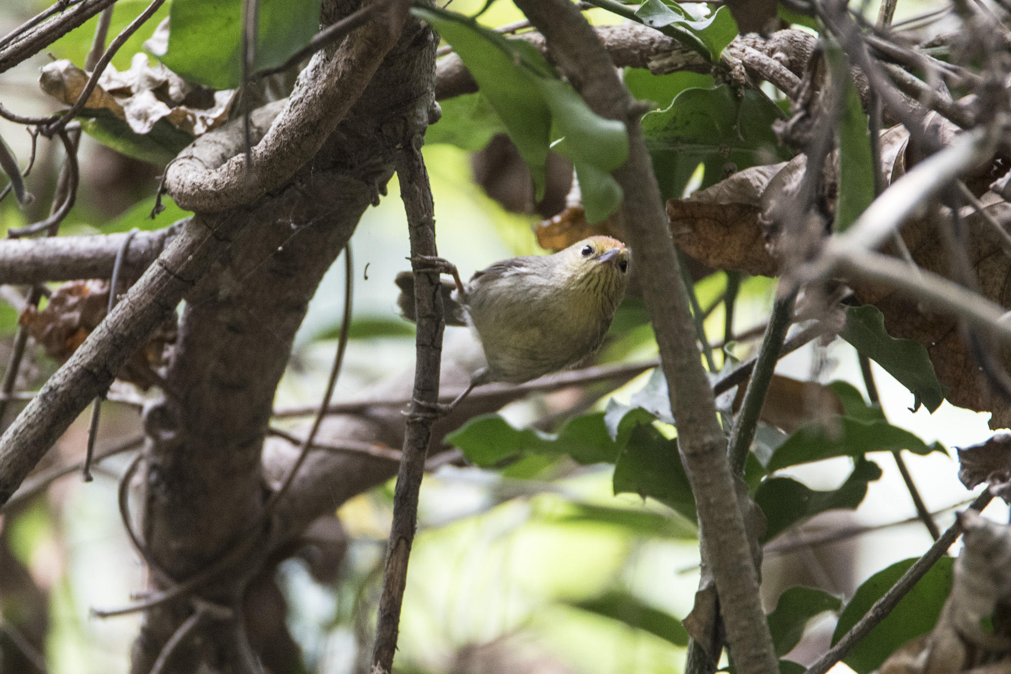 Stachyridopsis ruficeps (Blyth, 1847)