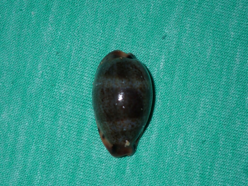 yellow-toothed cowrie from Woolgoolga NSW 2456, Australia on February ...