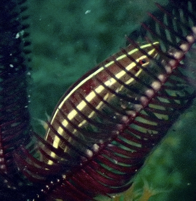 Indian Doublestriped Clingfish from Dibba Bay, AE on January 29, 2023 ...