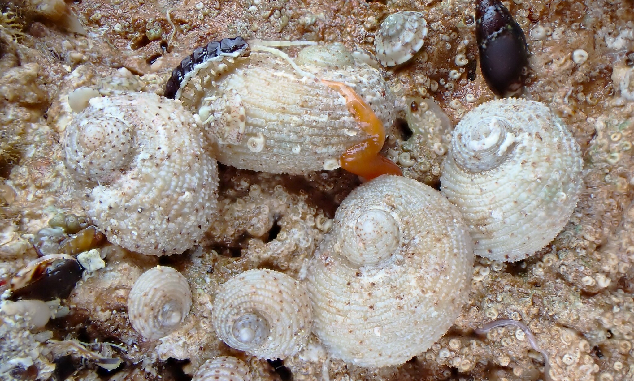 Granata imbricata (Lamarck, 1816)