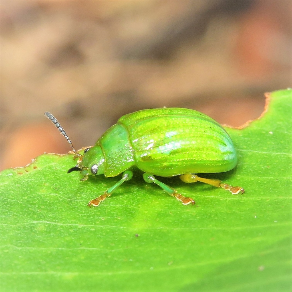 Calomela pallida from Bermagui NSW 2546, Australia on February 12, 2023 ...