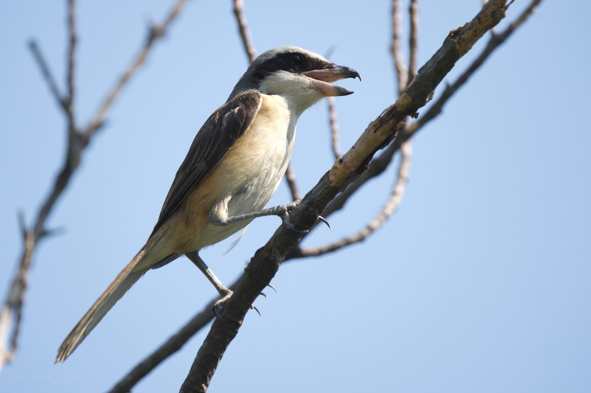 Lanius cristatus lucionensis Linnaeus, 1766