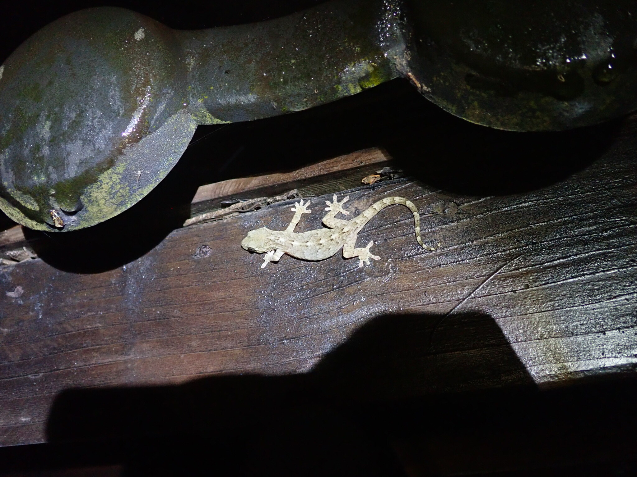 Gekko hokouensis Pope, 1928