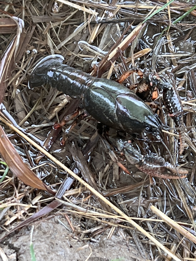 Parkhill Prairie Crayfish from IH-45 S, Dallas, TX, US on October 29 ...