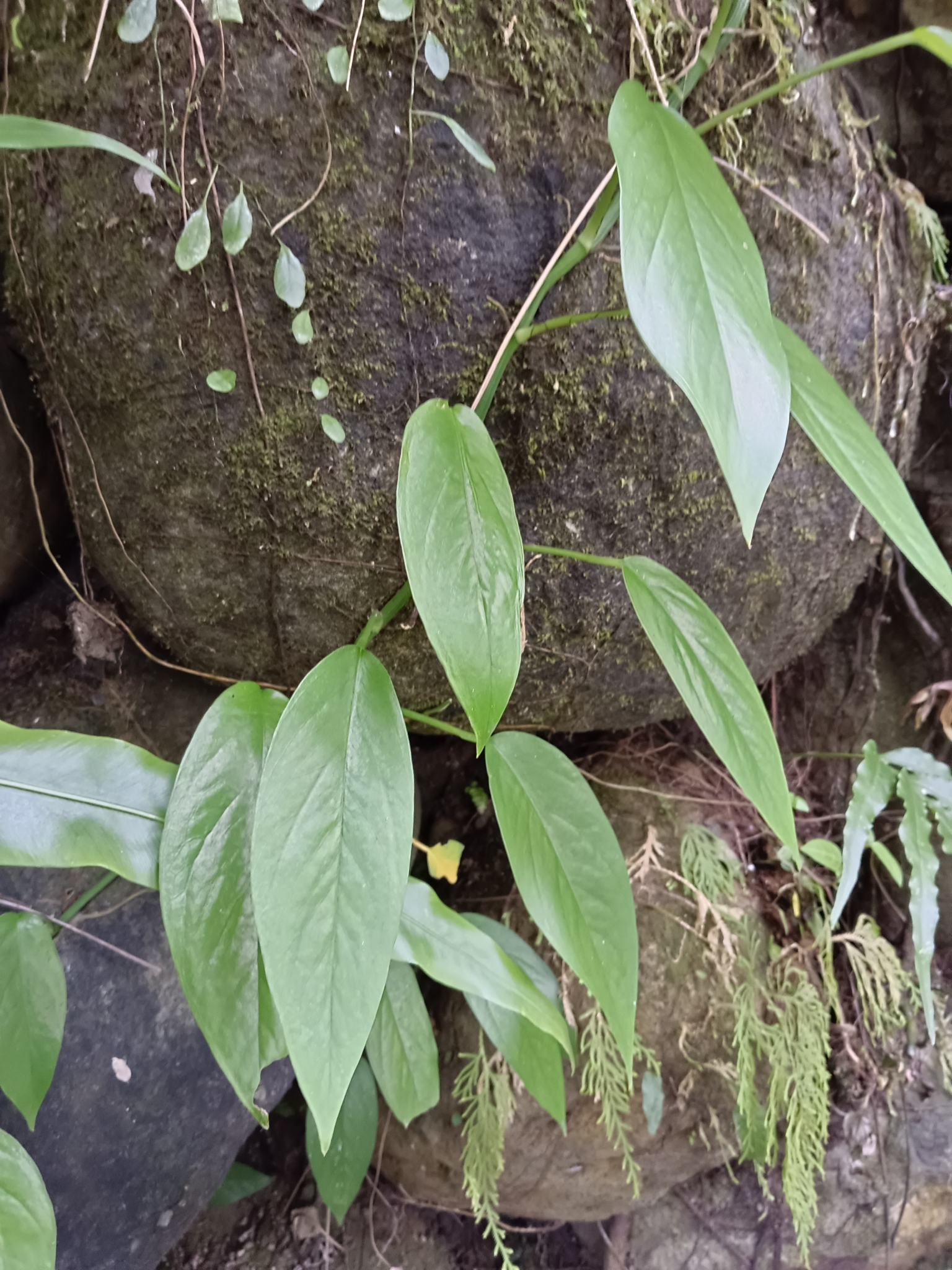 Epipremnum pinnatum (L.) Engl.