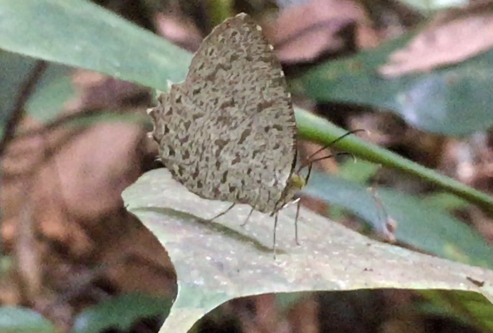 Allotinus C.Felder & R.Felder, 1865