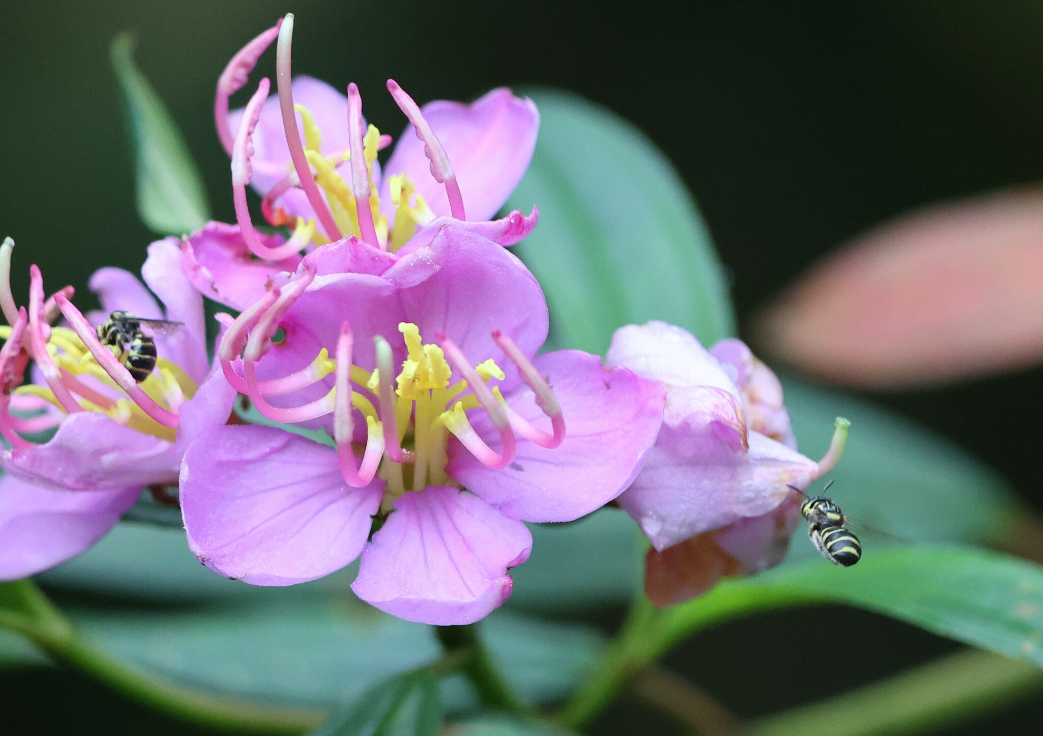 Melastoma malabathricum L.