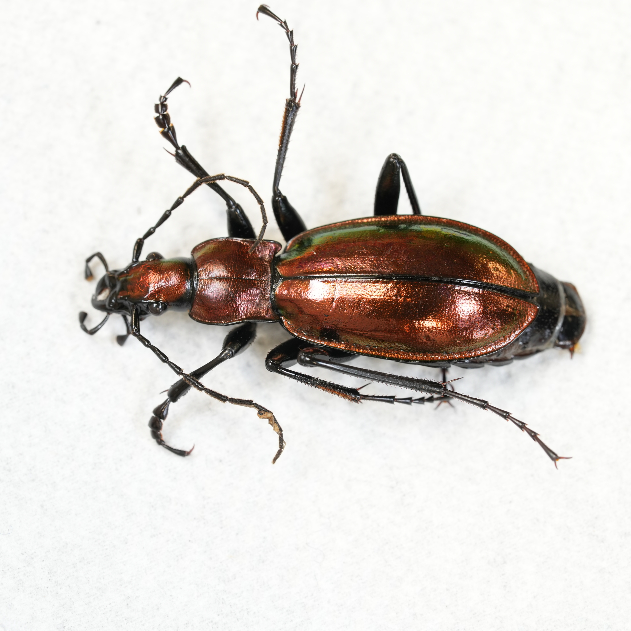 Carabus splendens Olivier, 1790