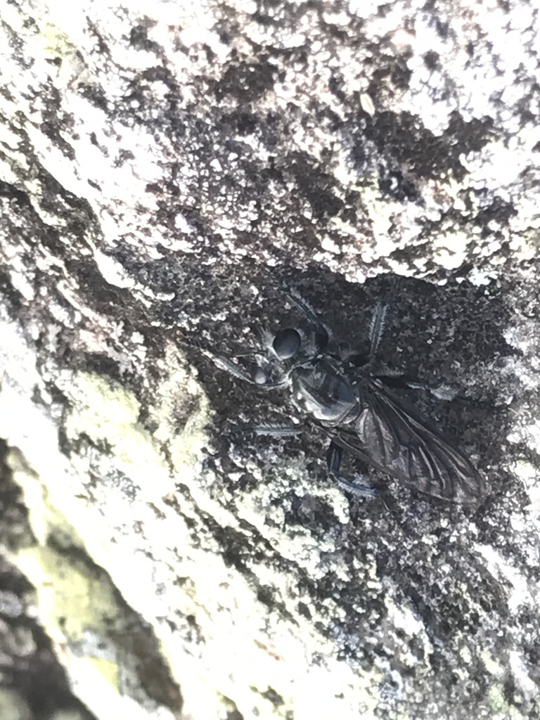 Laphriinae from Noosa National Park, Coolum Beach, QLD, AU on December ...