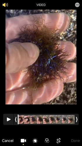 (Coelothrix irregularis)