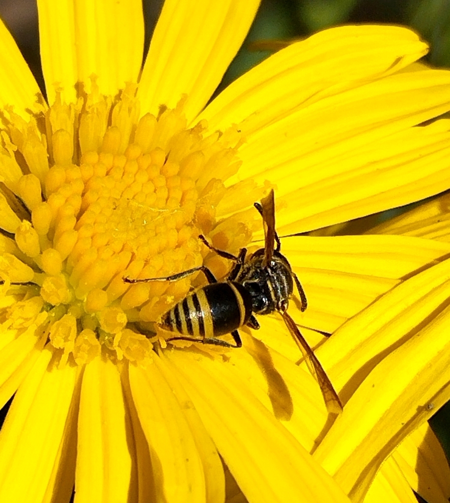 Potter and Mason Wasps from La Ceja, CO-AN, CO on January 11, 2023 at ...