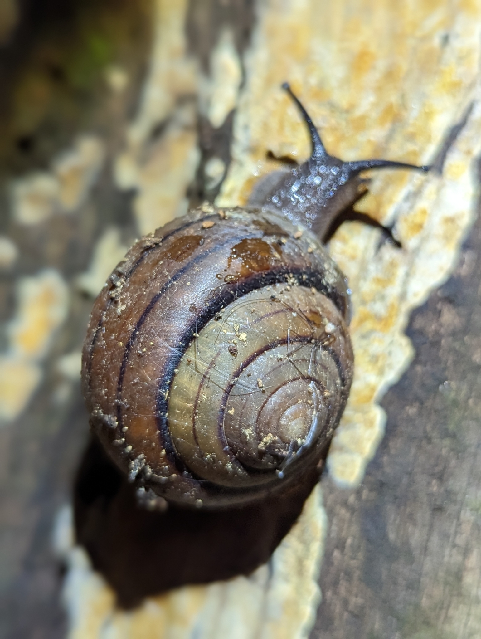 Sphaerospira Mörch, 1867