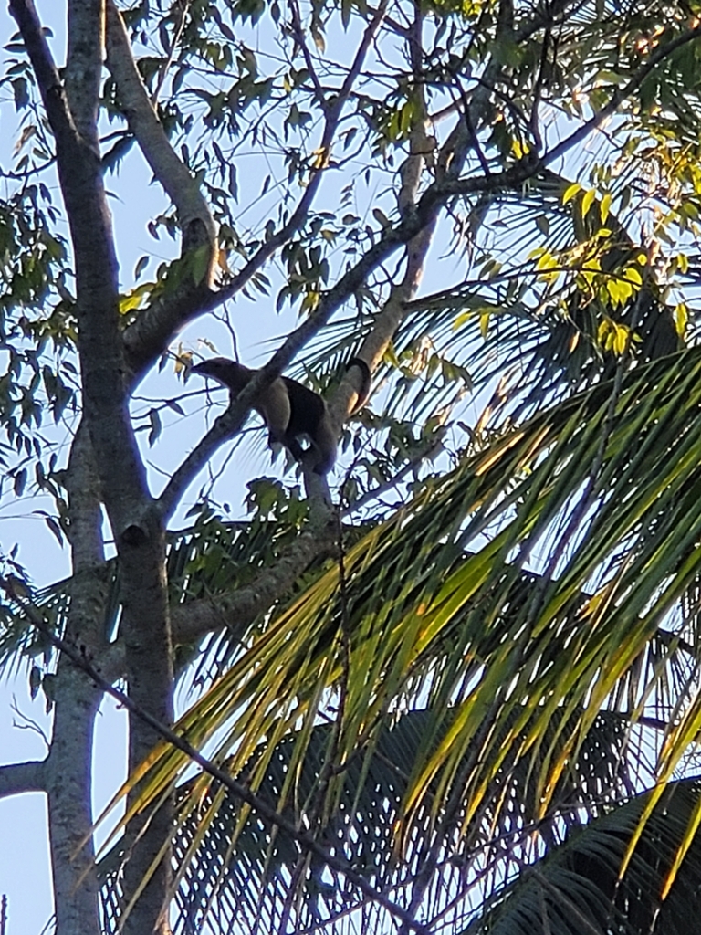 Northern Tamandua from Paraíso, Tab., México on February 14, 2023 at 07 ...