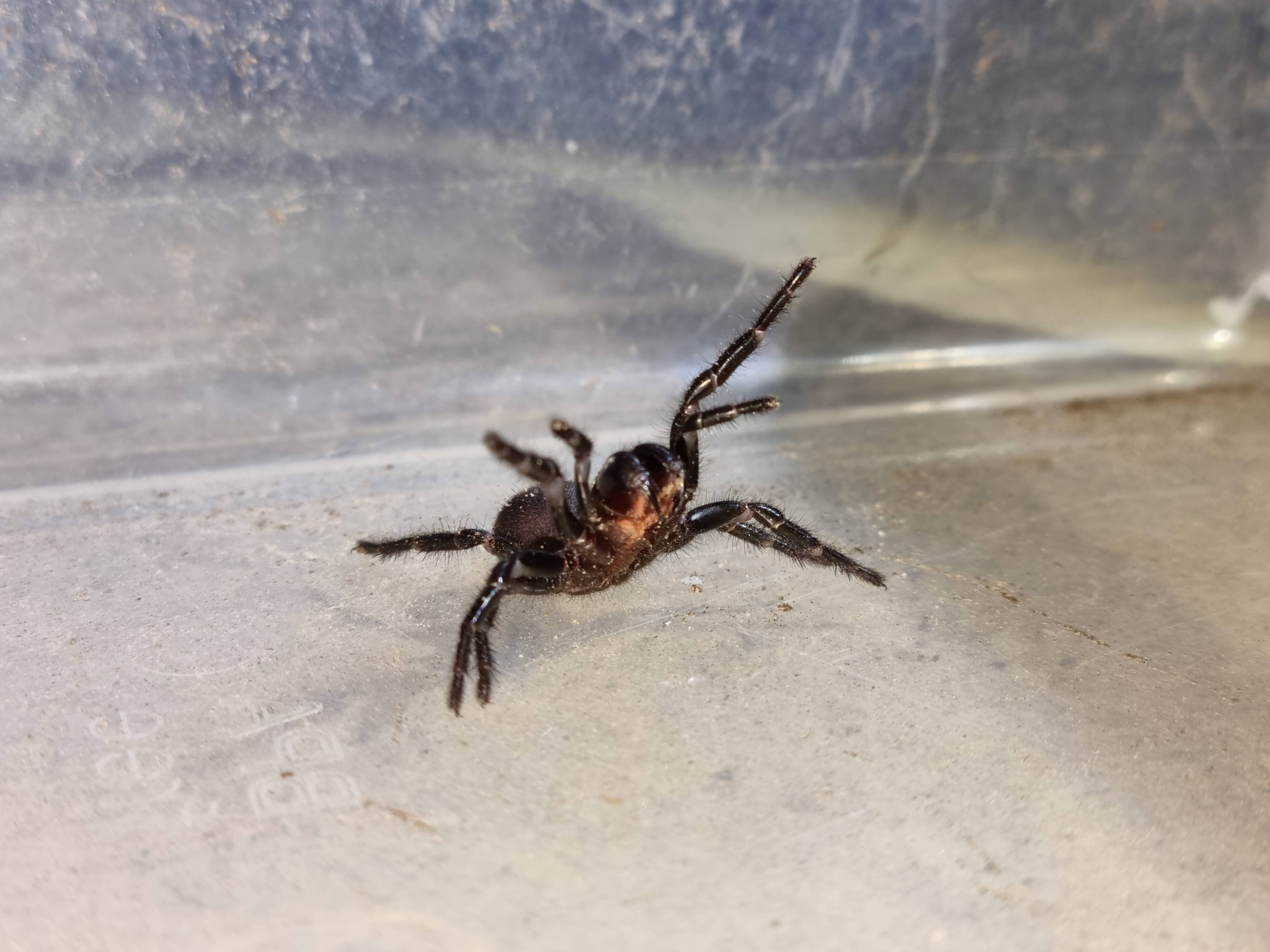 Atrax robustus O.Pickard-Cambridge, 1877