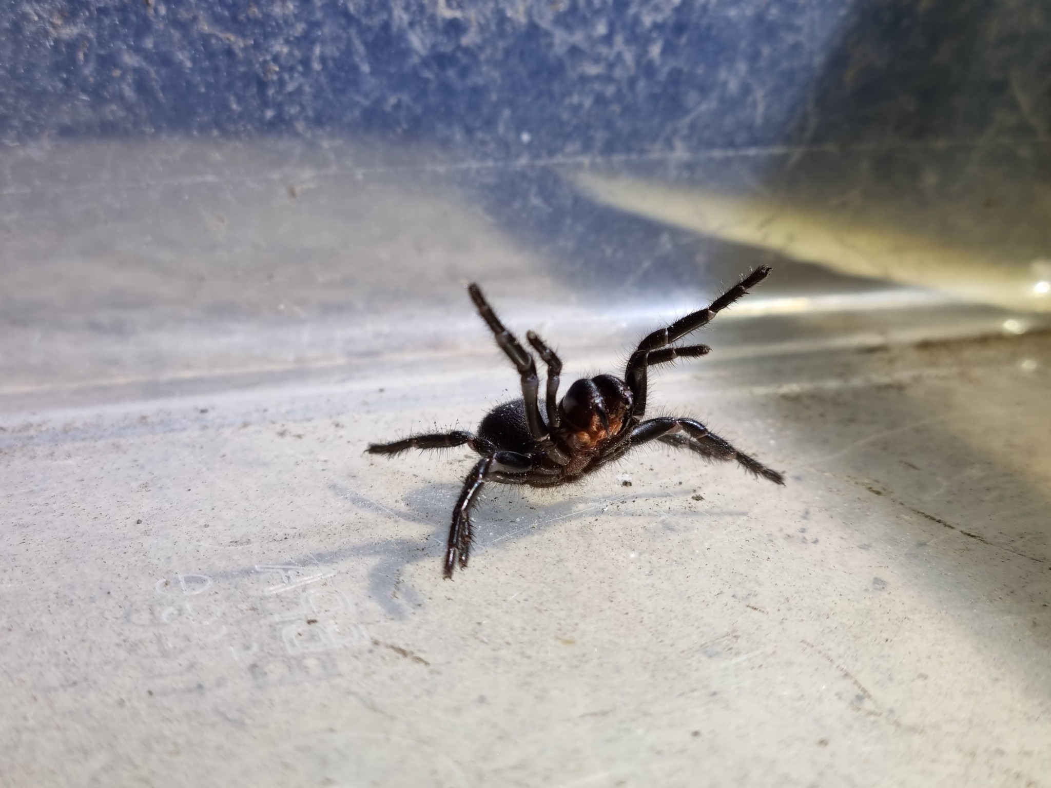 Atrax robustus O.Pickard-Cambridge, 1877